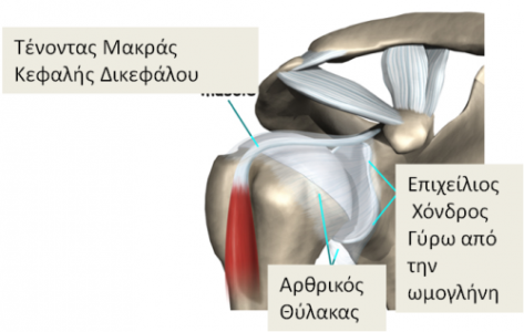 Παθησεις Μακρας κεφαλης Δικεφαλου Τενοντα | Δρ. Νίκος Παπαλουκάς ...