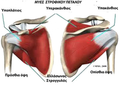 Ρηξης τενοντων στροφικου πεταλου | Δρ. Νίκος Παπαλουκάς, Ορθοπαιδικός ...